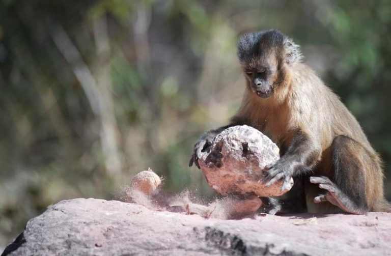 Monos capuchinos usan herramientas de piedra a modo de martillo.