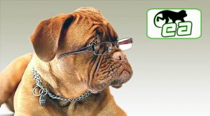 Analiza conductas animales con tu ETOGRAMA. Bájate nuestro etograma.